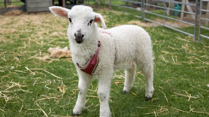 Afghan Sentenced For Raping Goats And 6-Month-Old Lamb At French ...